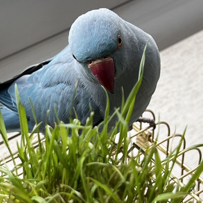 Ожереловый попугай