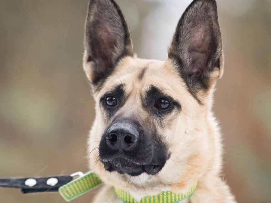 Овчарка малинуа в добрые руки
