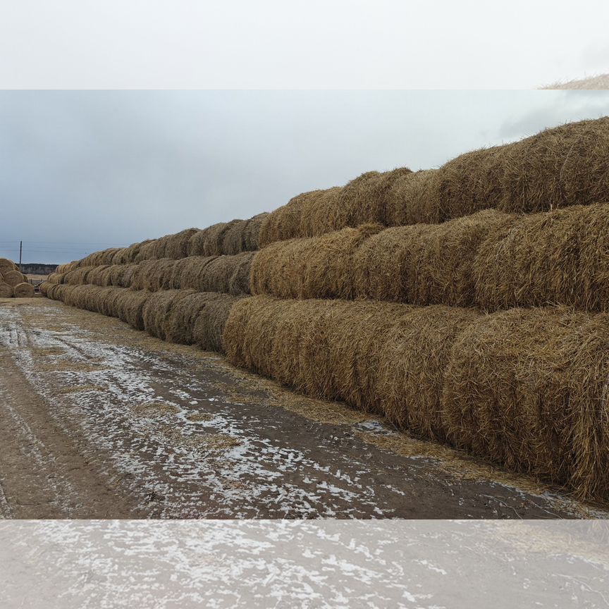 Солома пшеничная, рапсовая, овсяная в тюках 2025