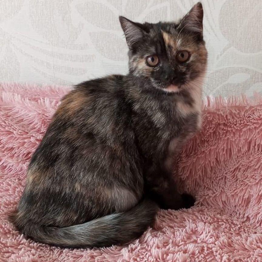 Котенок в добрые руки