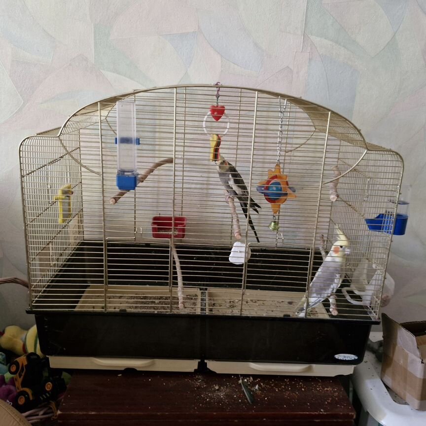 Клетка