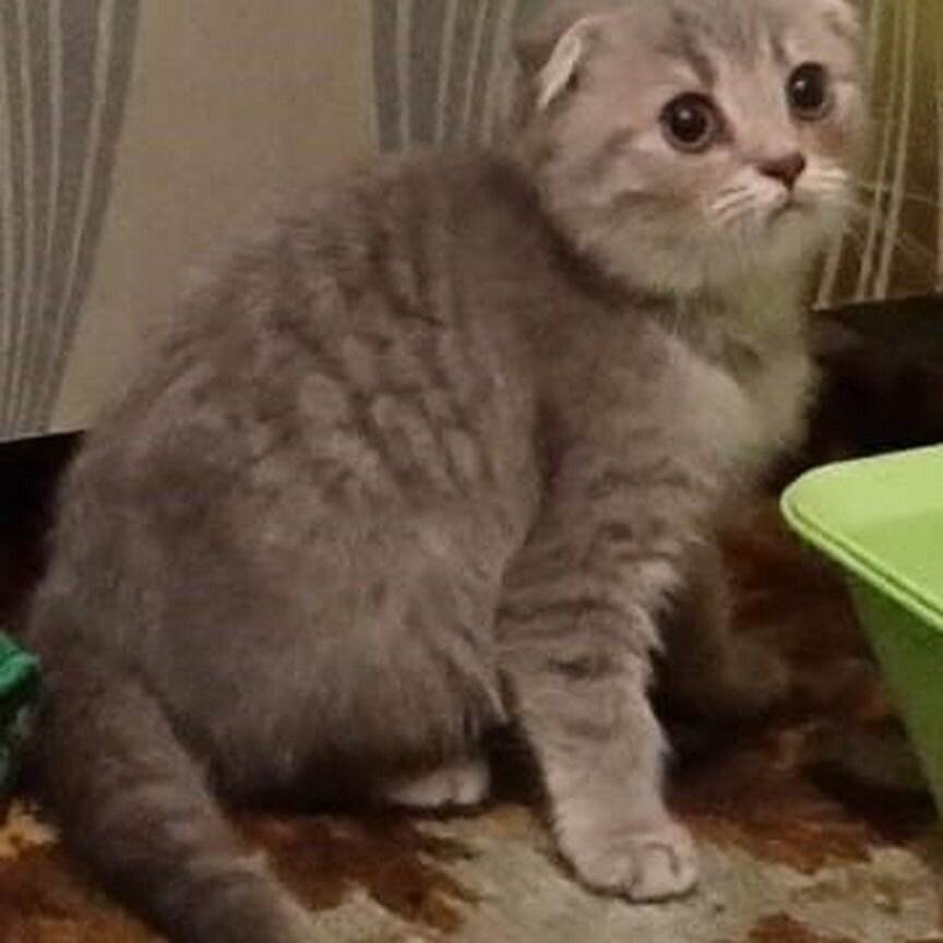 Котенок мальчик