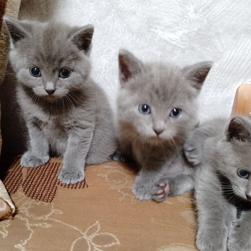 Котята