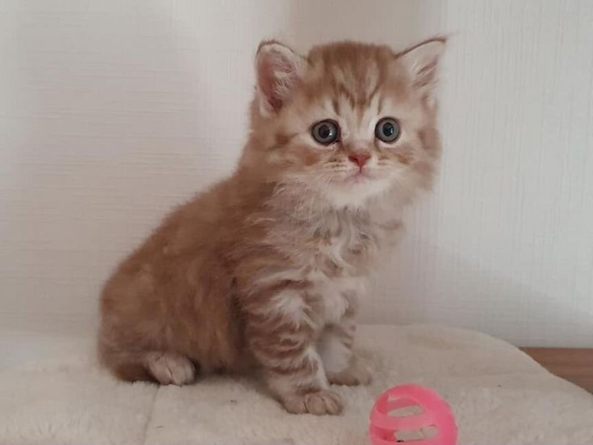 Котёнок /девочка /1,5 месяца/порода - Селкирк-рекс