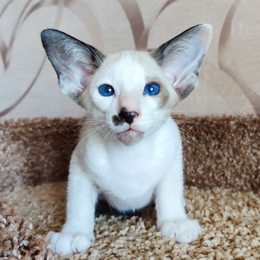 Ориентальный котенок