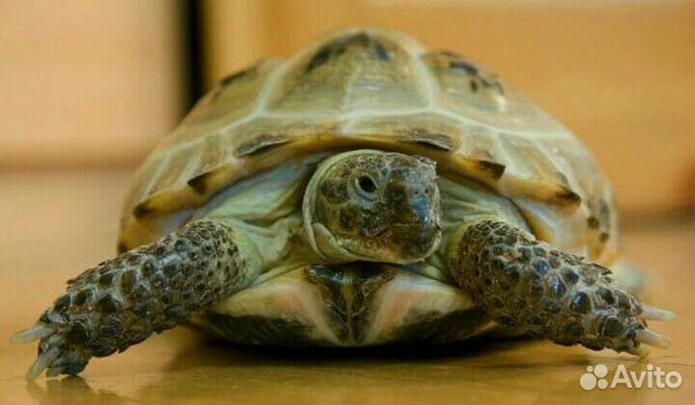 Черепашка сухопутная