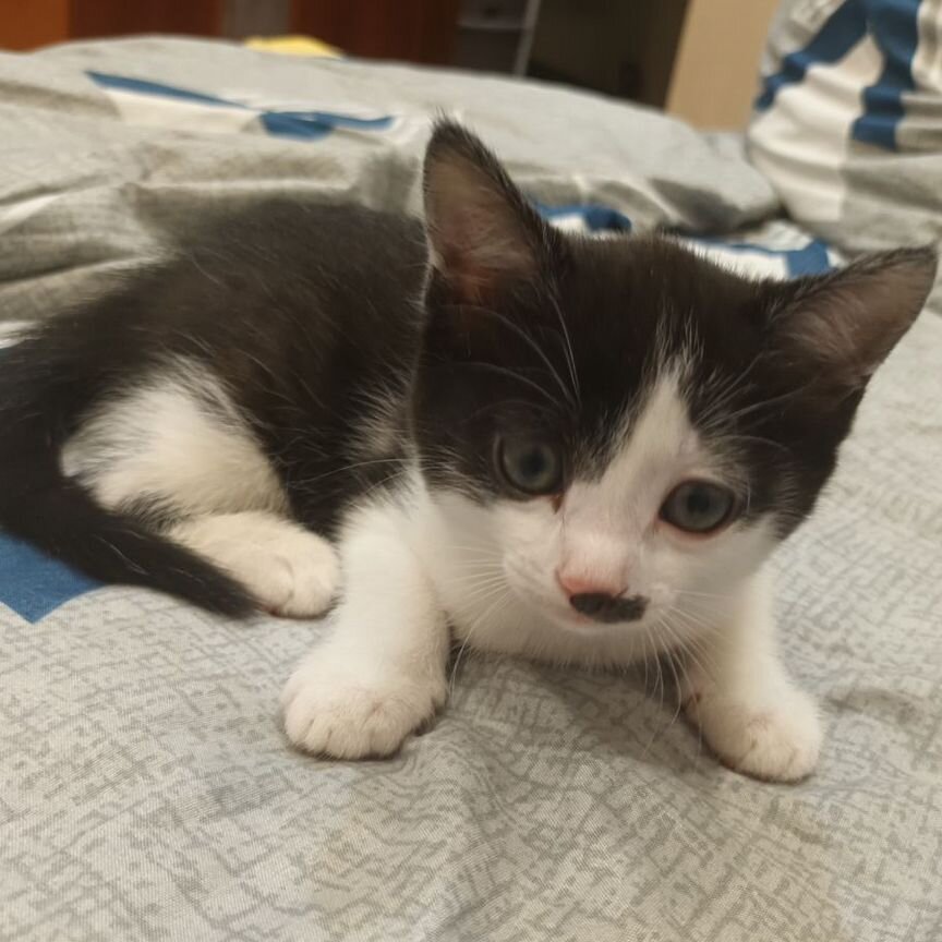 Котёнок в добрые руки