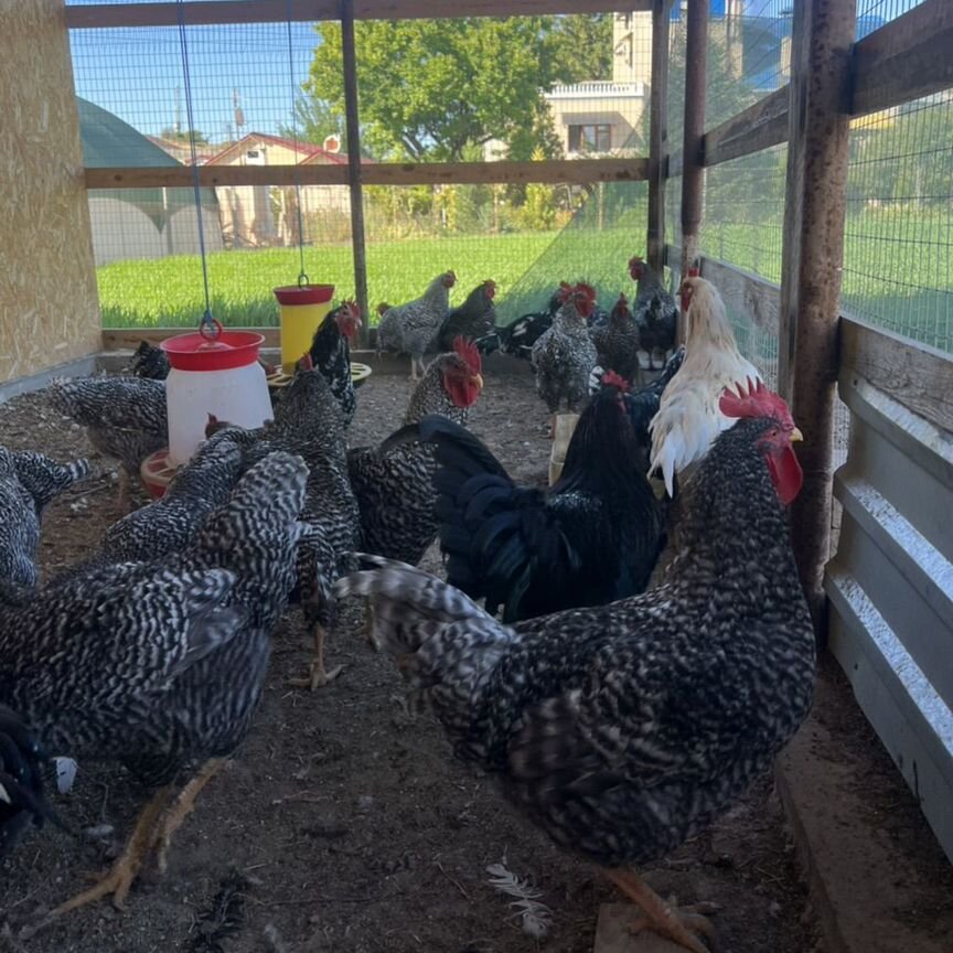 Молодые петухи