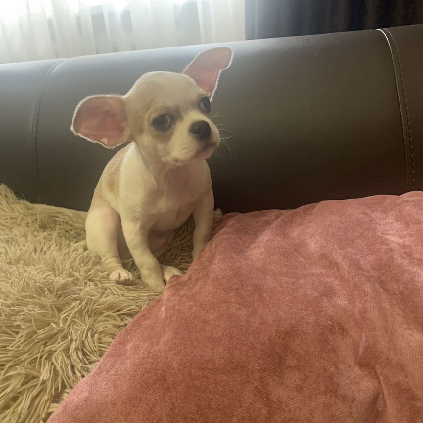 Чихуахуа мальчуган