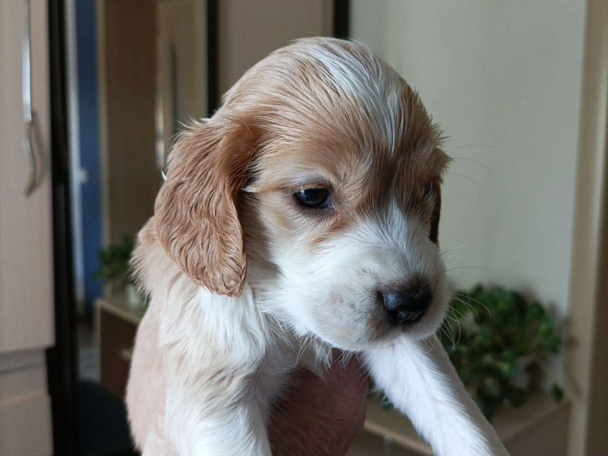 Русский охотничий спаниель щенки