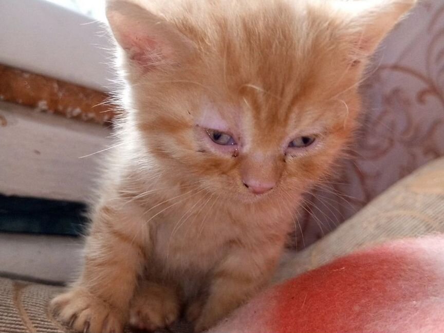 Котята в добрые руки смесь британца с шотланской