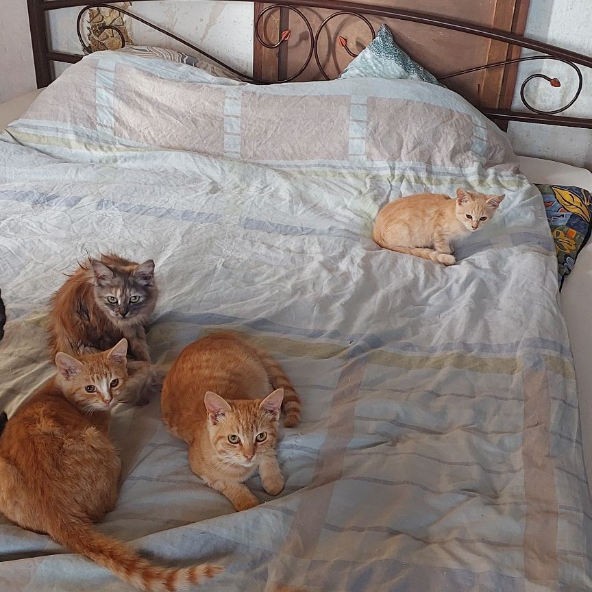 Котики котята