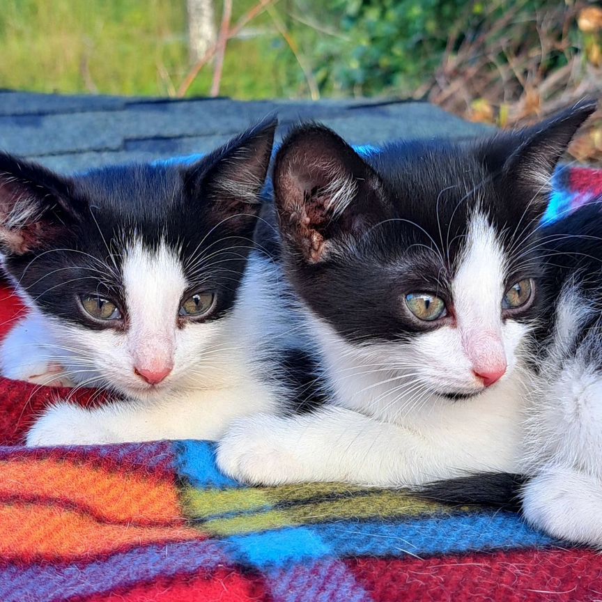 Котята в добрые руки мальчики