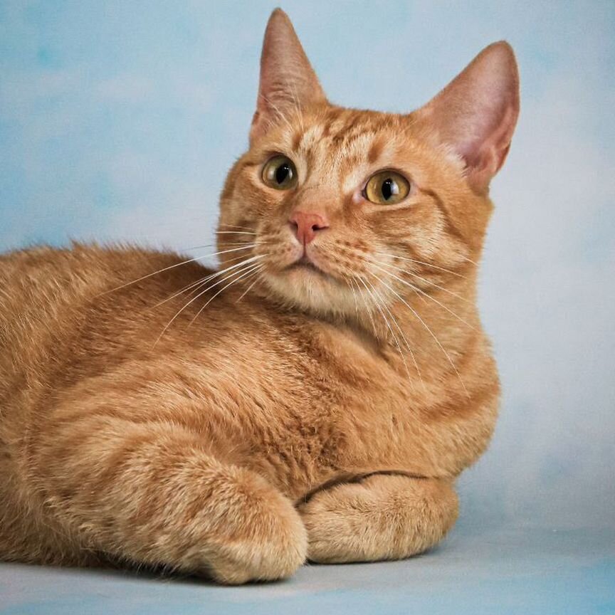 Взрослый кот в добрые руки