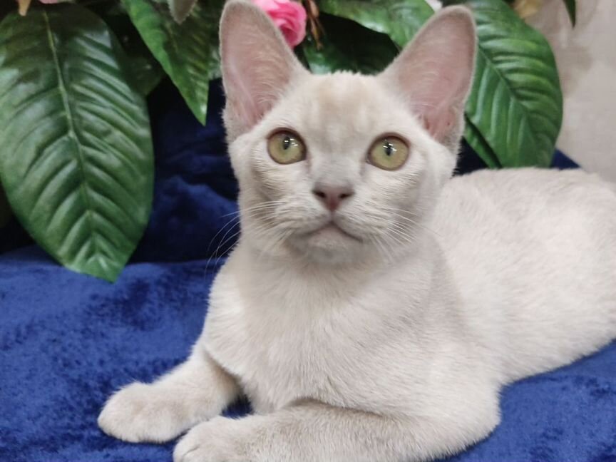 Котята 3 мес