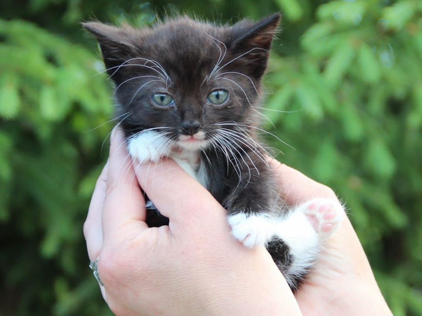 Маленькое чудо