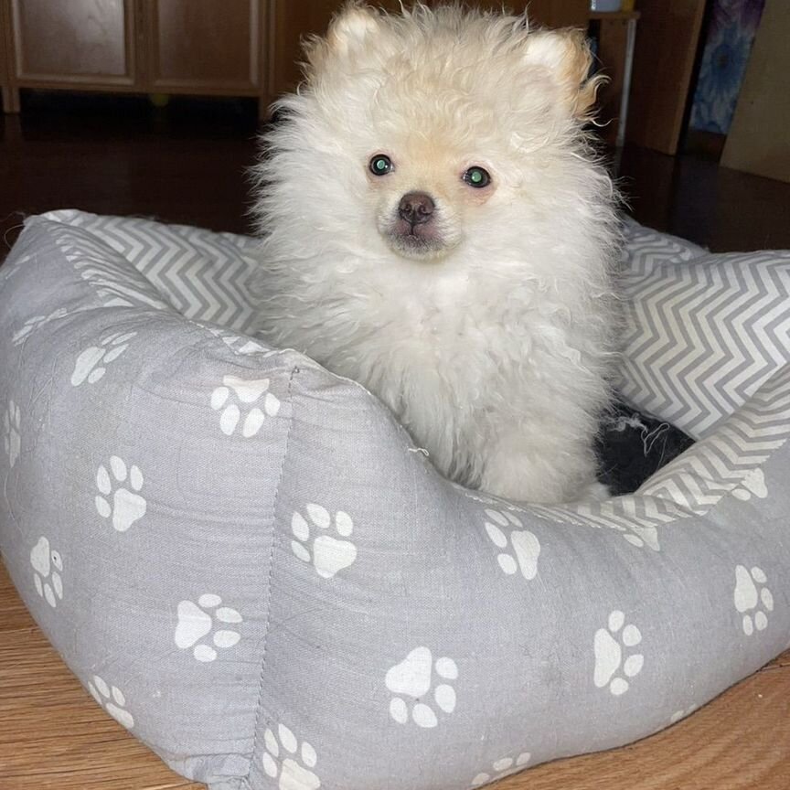 Шпиц Померанский мальчик кремовый