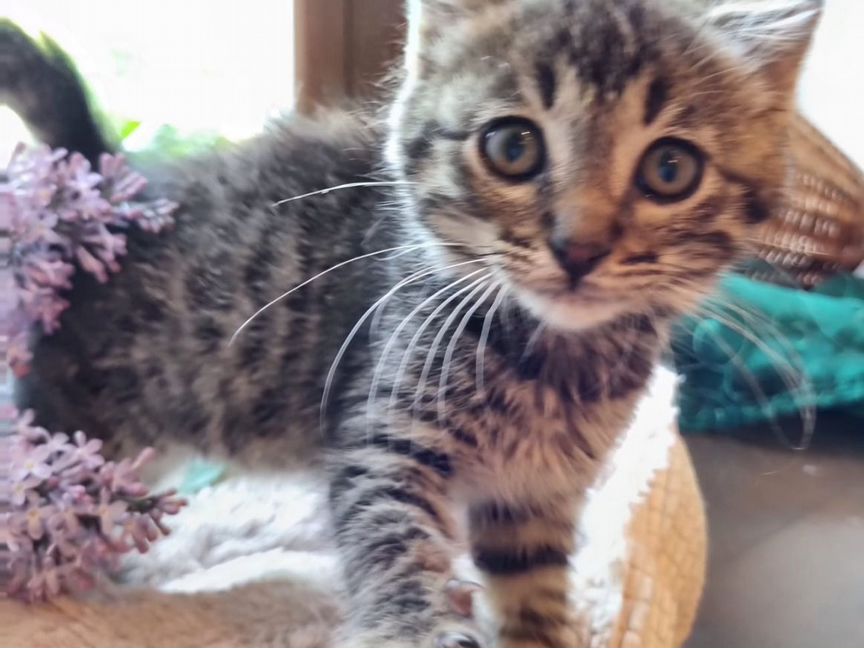 Котенок вислоушка