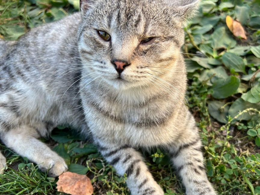 Кот в добрые руки