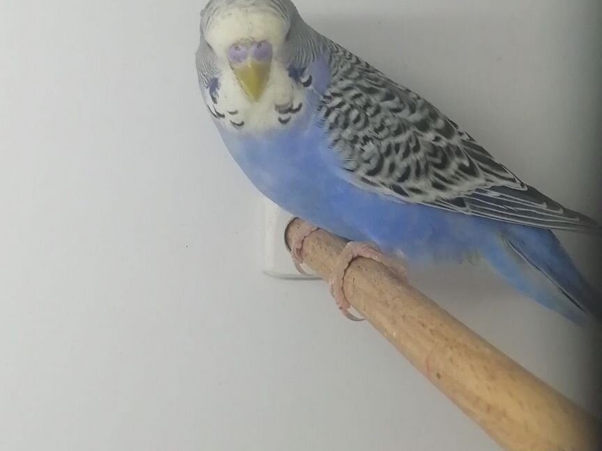 Волнистый попугай