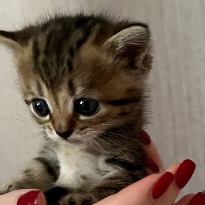 Кошечки