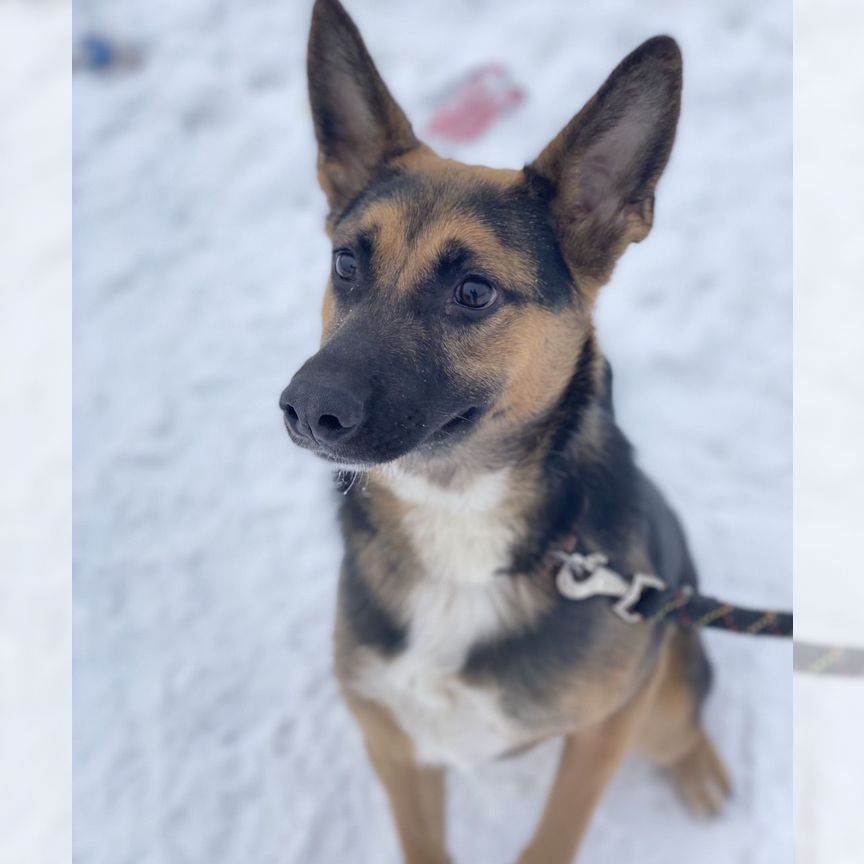 Щенок в добрые руки