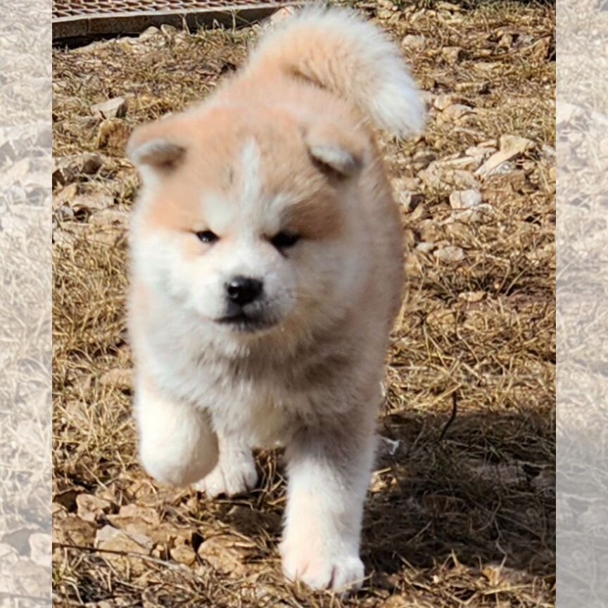 Акита-ину, щенок