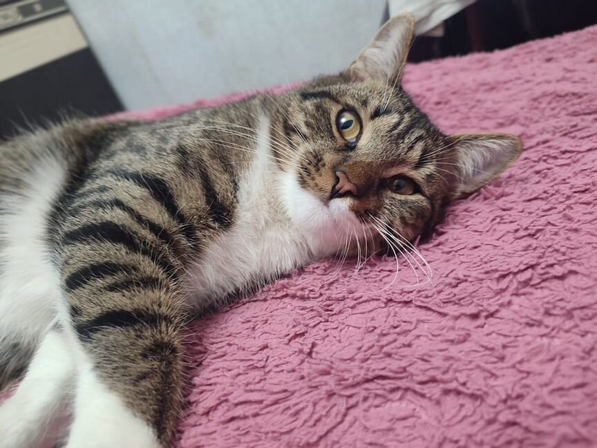 Весёлый игрун котик Шнурок без дома