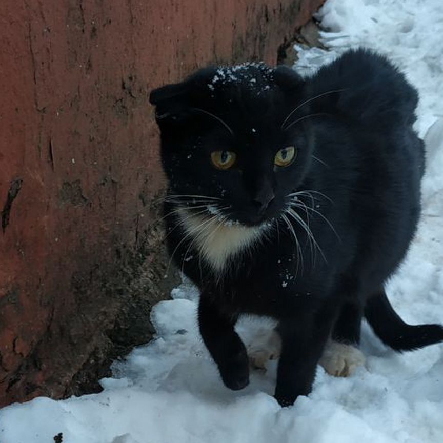 Взрослая, Девочка кошка в добрые руки