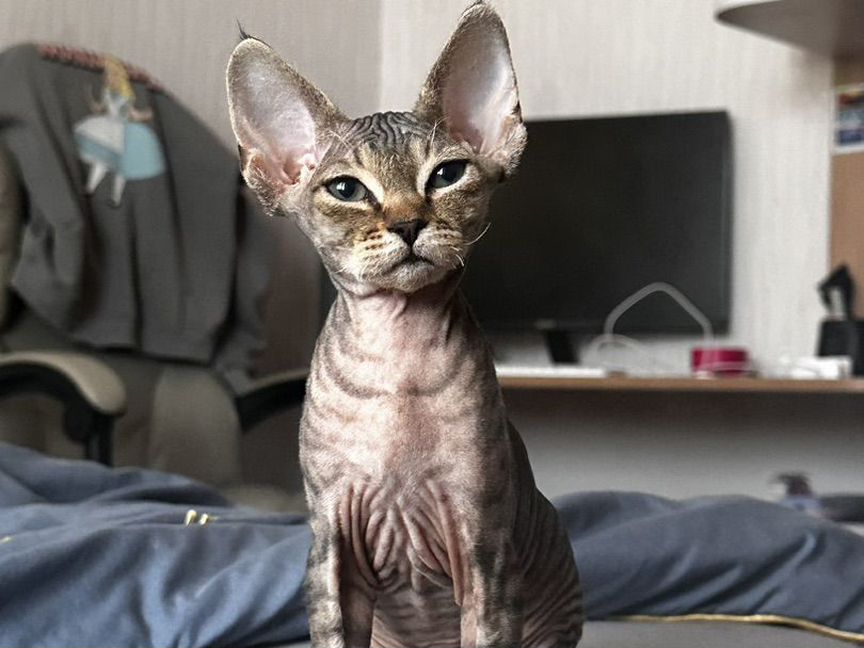 Котенок Девон-рекс