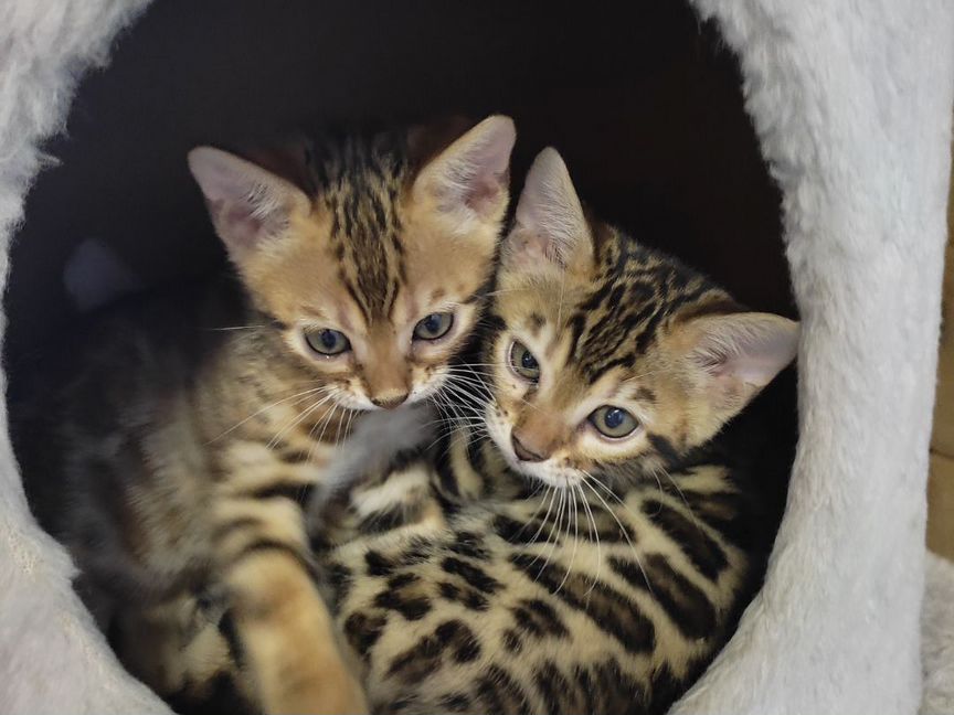 Бенгальская