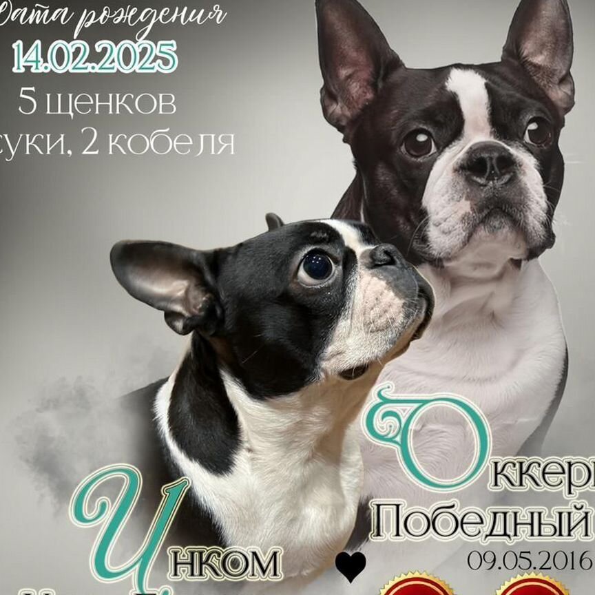 Щенки Бостон Терьер