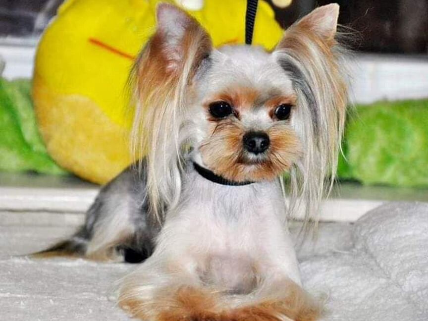 Мальчик Пупс в ответственную и любящую семью