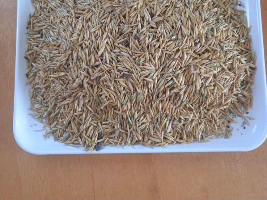 Зерноотход овса