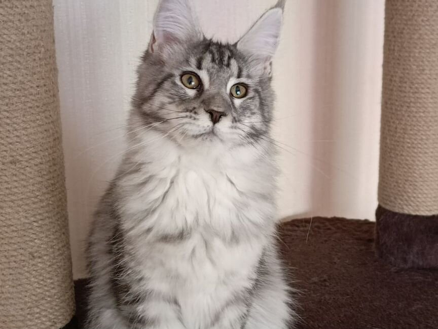 Серебряный котёнок мейн-кун, девочка