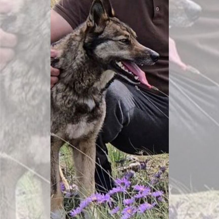 Лайка, взрослая собака