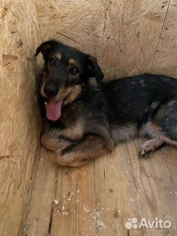 Обижают другие собаки в приюте