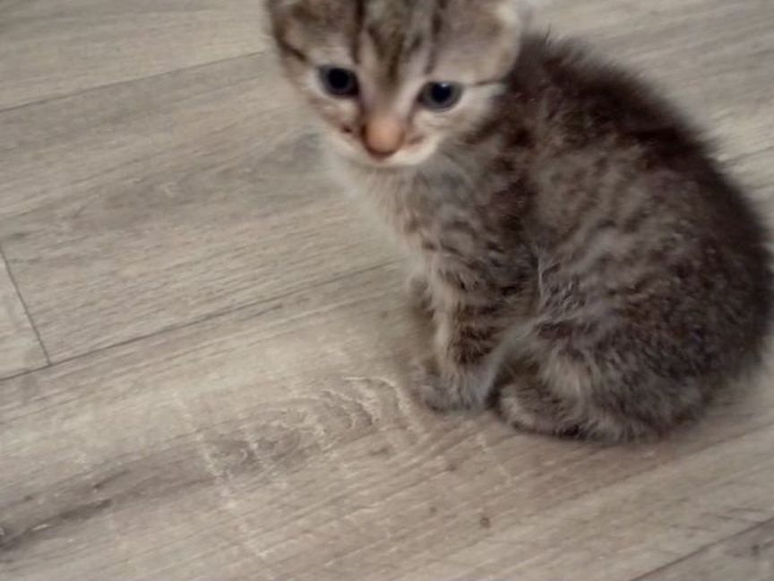 Котята ищут семью