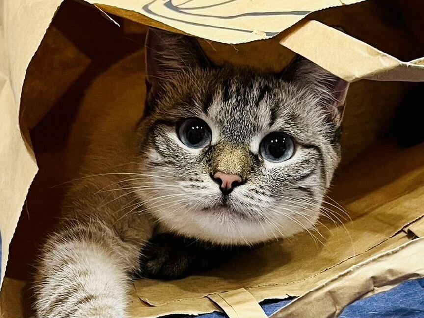 Тайская кошка