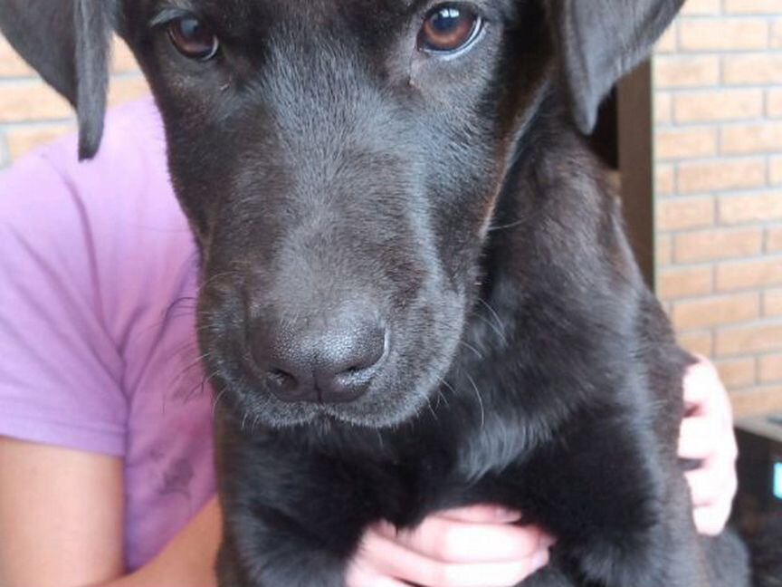 Собака в добрые руки