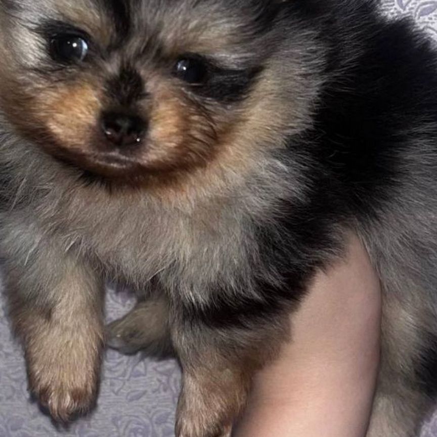 Померанский шпиц, щенок