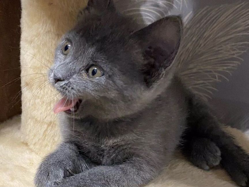 Котята