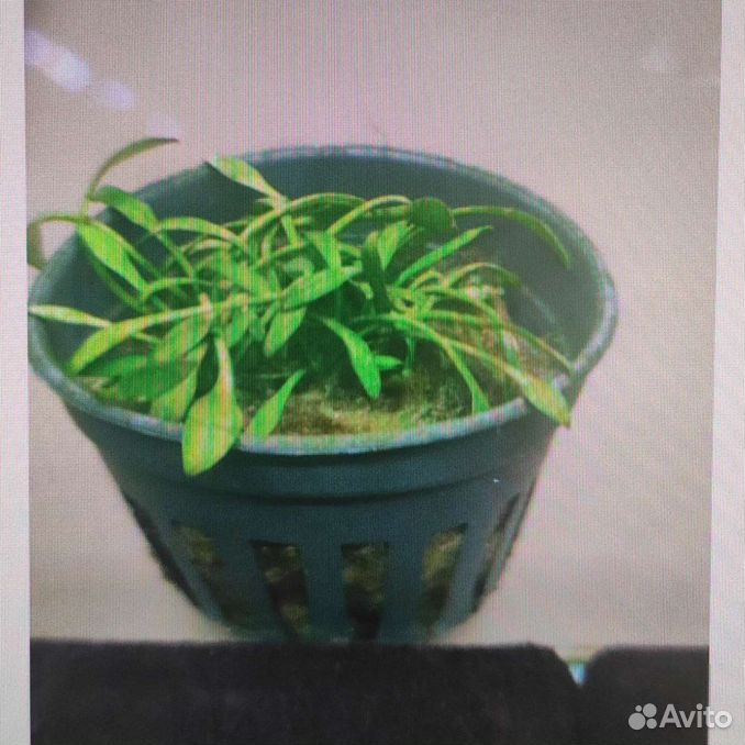 Криптокорина парва в горшочке