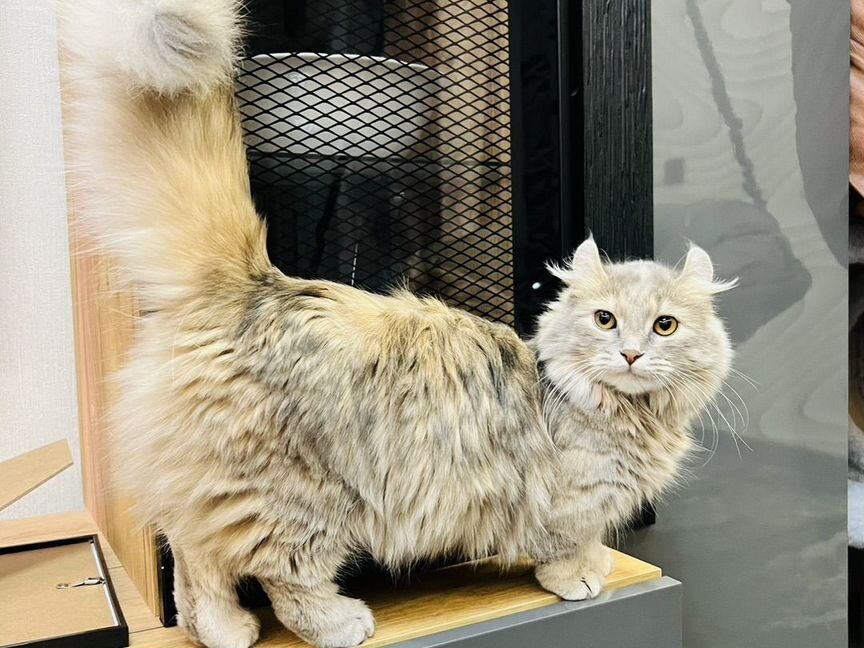 Кошка кинкалоу