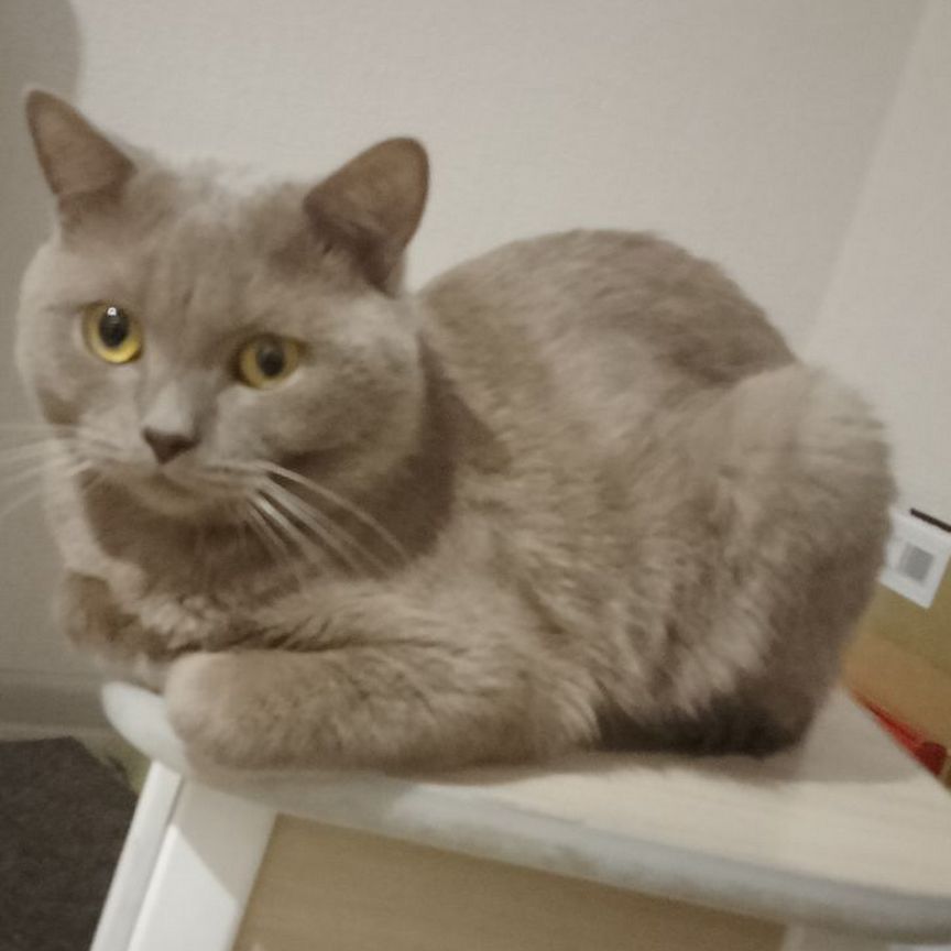 Шотландская прямоухая короткошёрстная кошка, взрослая