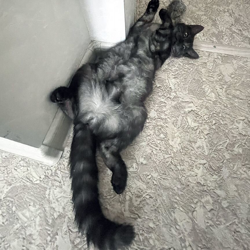 Шотландский прямоухий короткошёрстный котёнок