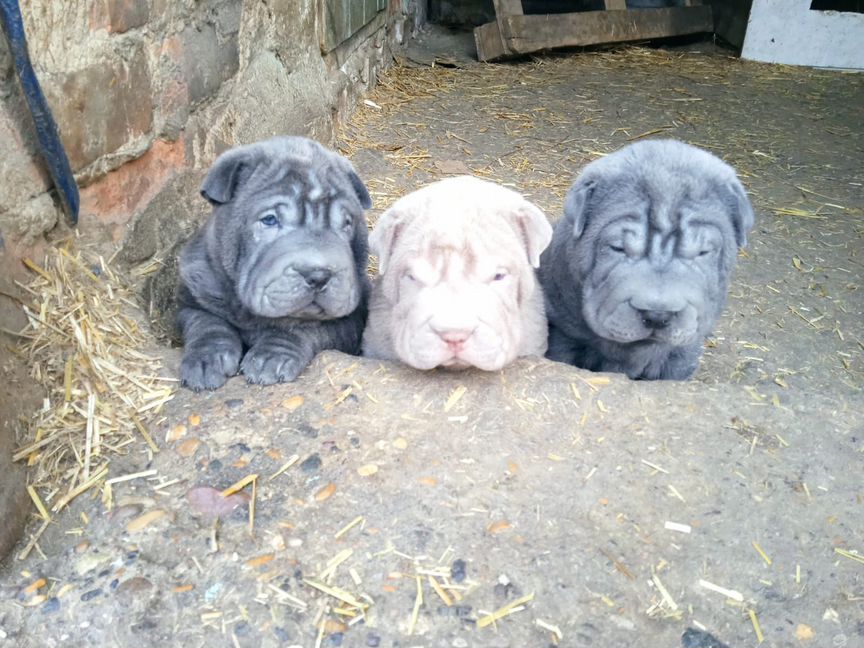 Щенки шарпей