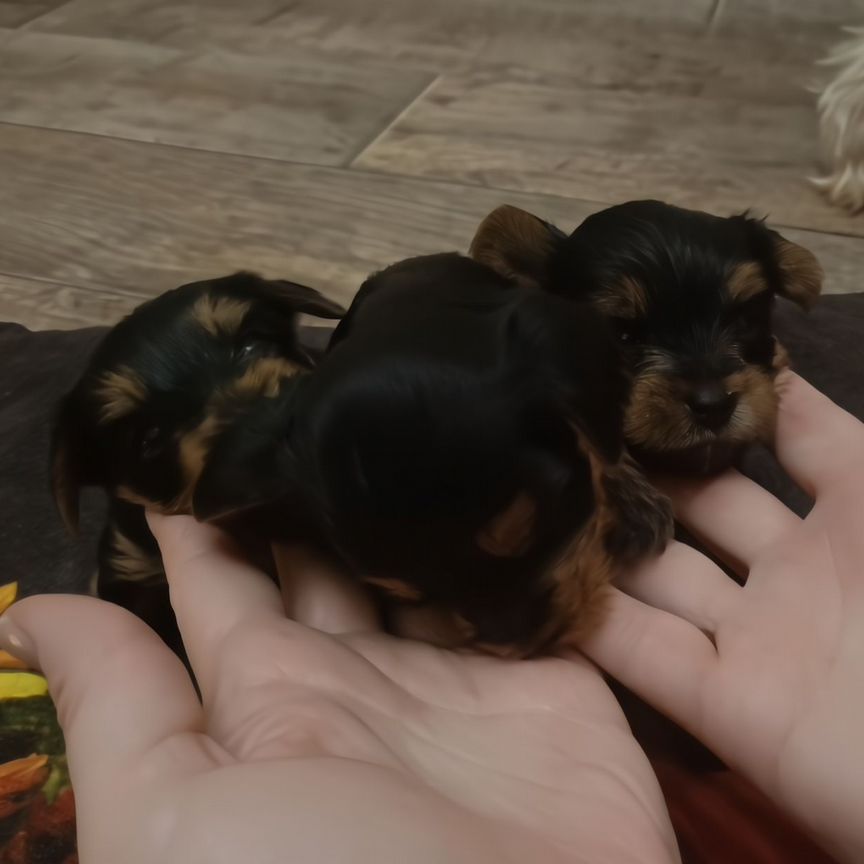 Йоркширский терьер, щенок