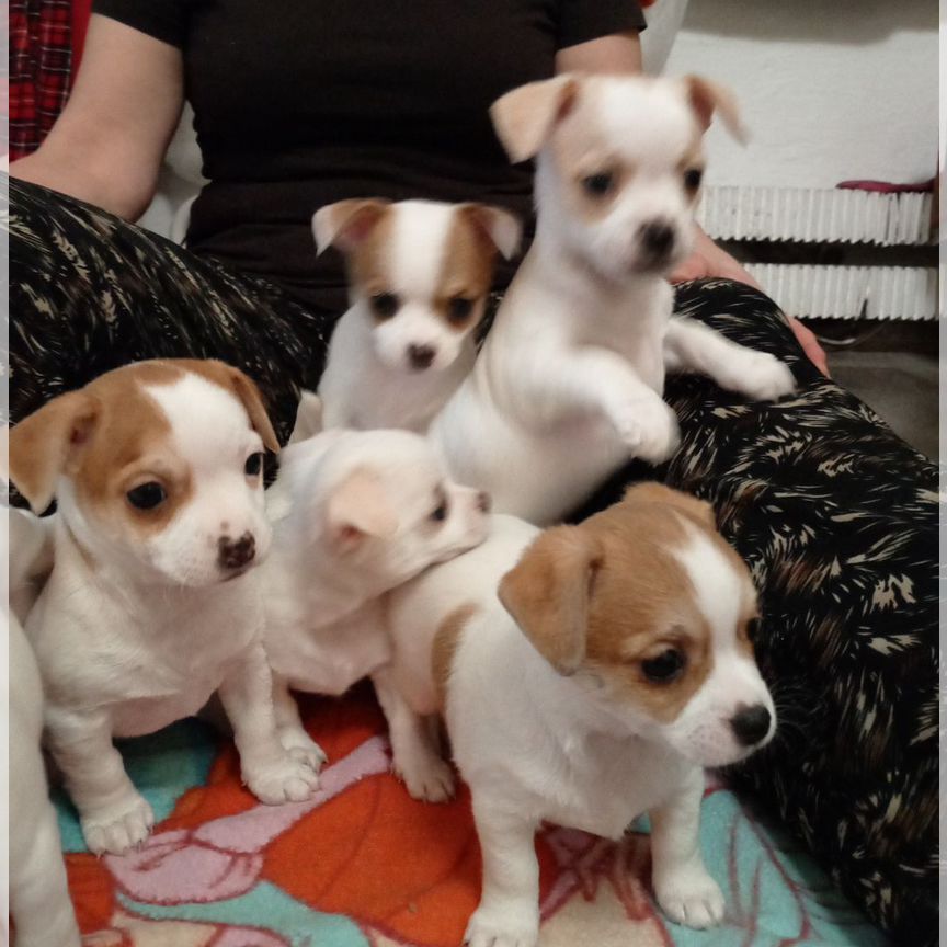 Чихуахуа, щенок