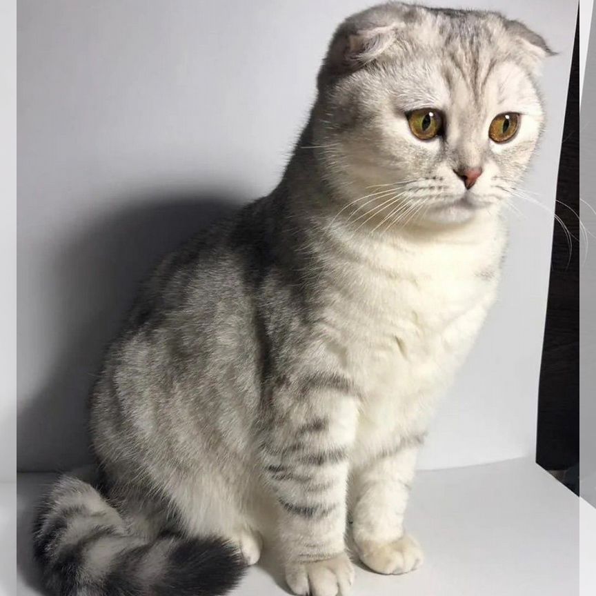 Шотландская вислоухая короткошёрстная, взрослая кошка